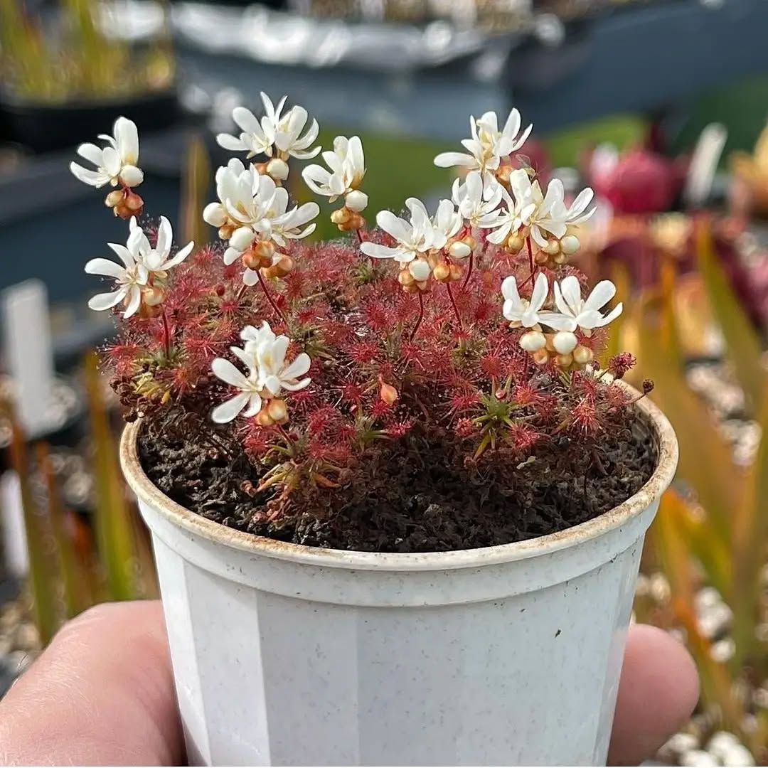 25 Types of Sundew Plants That Trap Bugs | Houseplant Alley