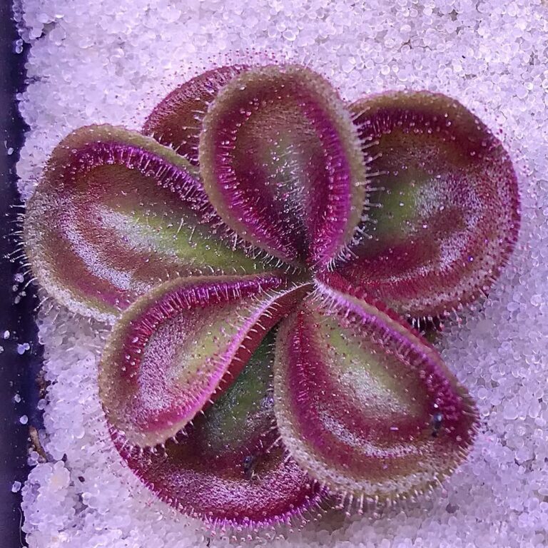 25 Types of Sundew Plants That Trap Bugs | Houseplant Alley