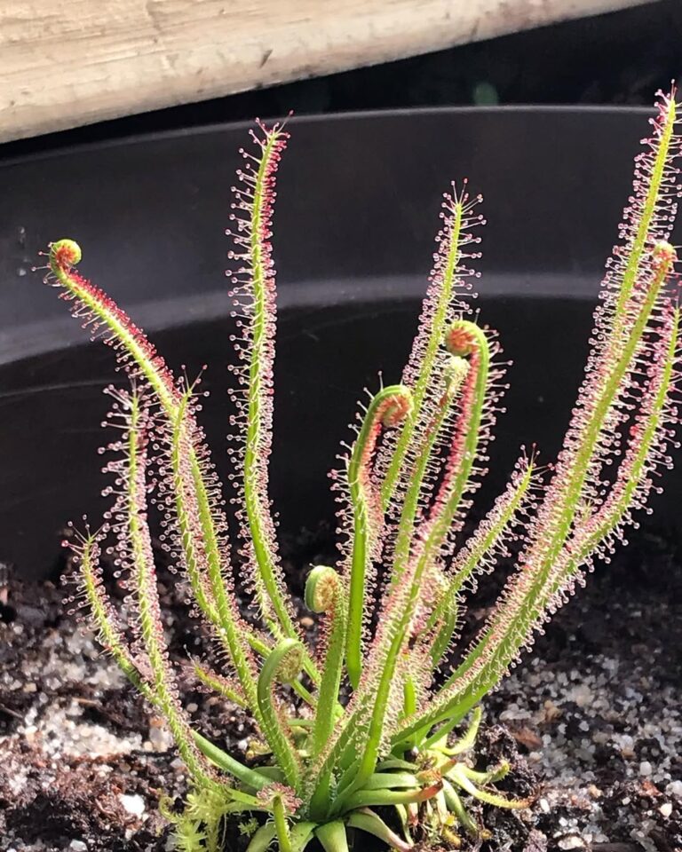 25 Types of Sundew Plants That Trap Bugs | Houseplant Alley