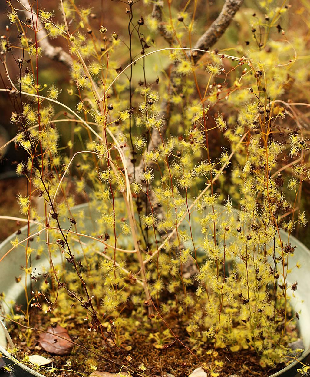 25 Types of Sundew Plants That Trap Bugs | Houseplant Alley