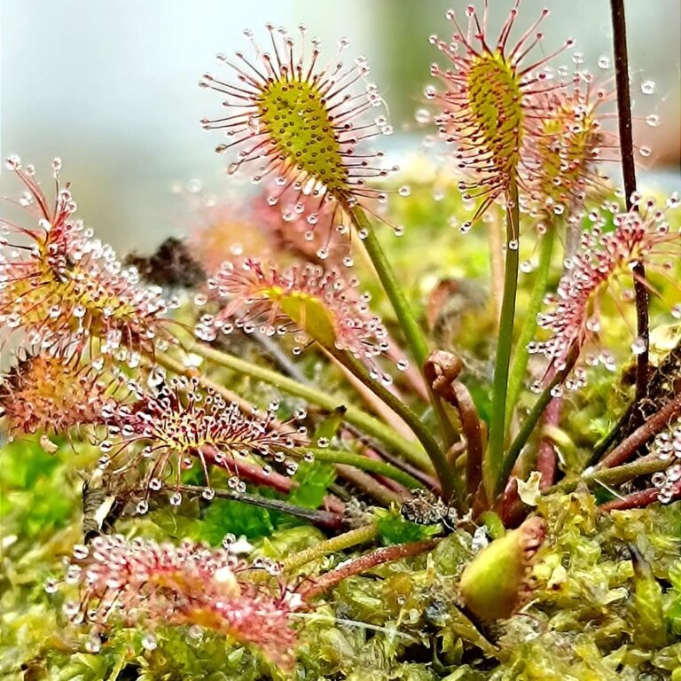 25 Types of Sundew Plants That Trap Bugs | Houseplant Alley