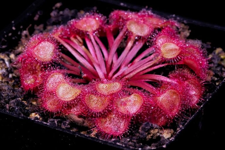 25 Types of Sundew Plants That Trap Bugs | Houseplant Alley
