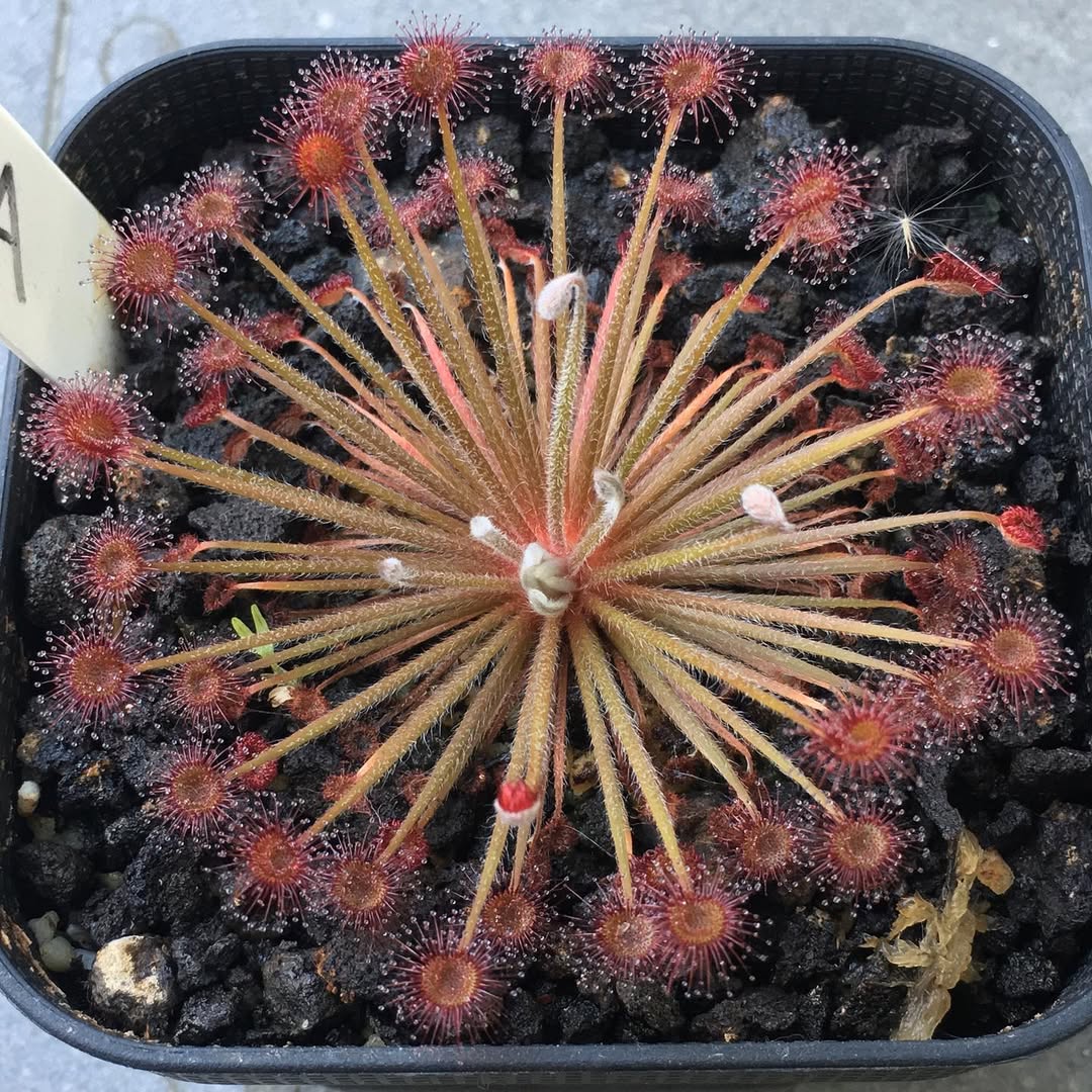25 Types of Sundew Plants That Trap Bugs | Houseplant Alley