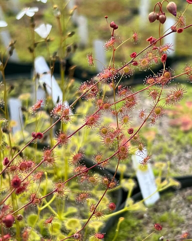 25 Types of Sundew Plants That Trap Bugs | Houseplant Alley