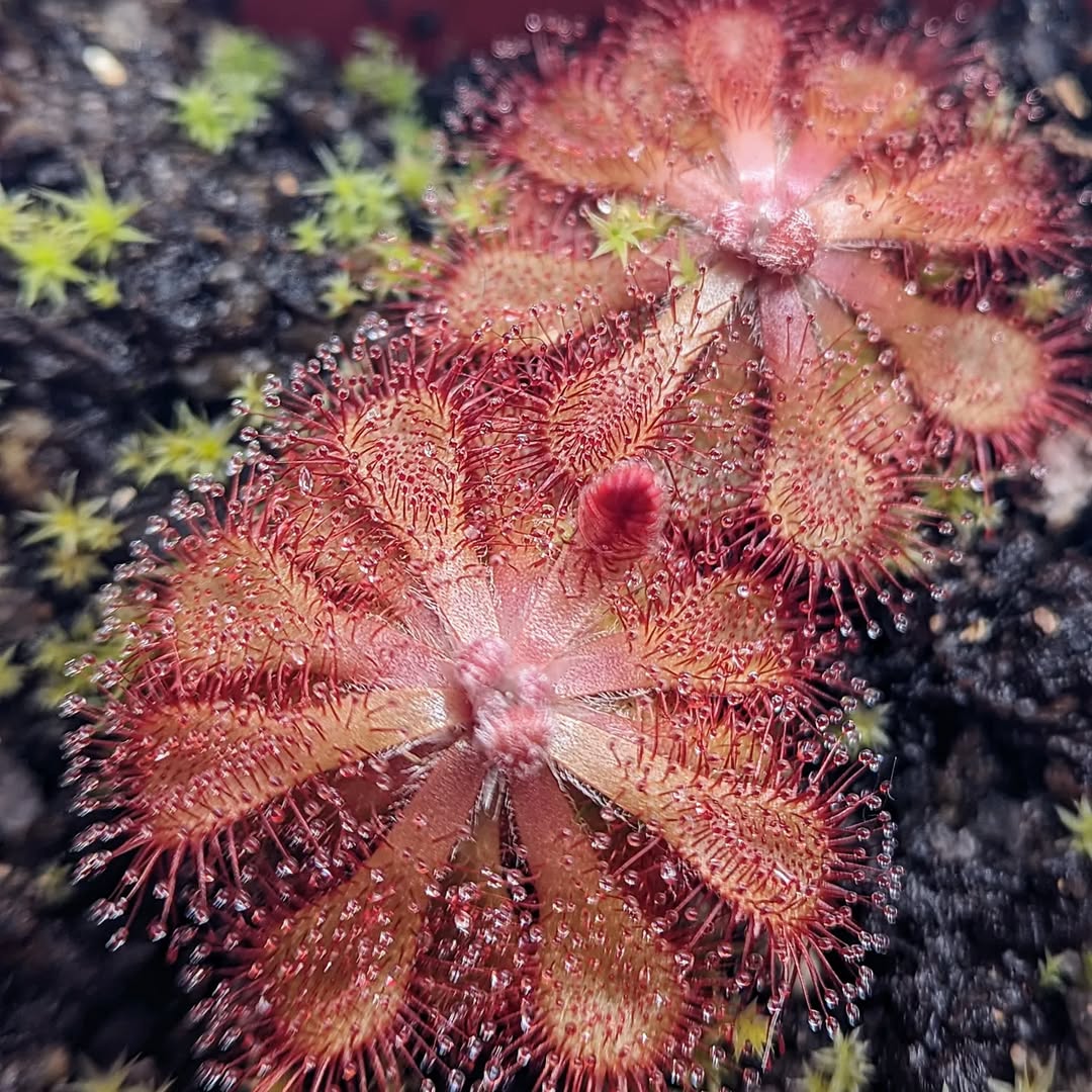 25 Types of Sundew Plants That Trap Bugs | Houseplant Alley