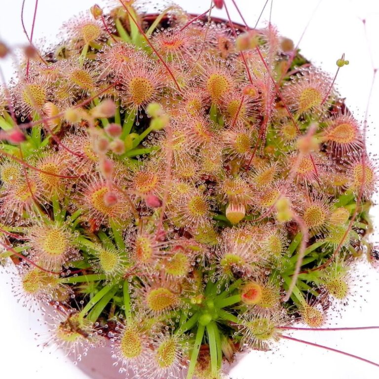 25 Types of Sundew Plants That Trap Bugs | Houseplant Alley