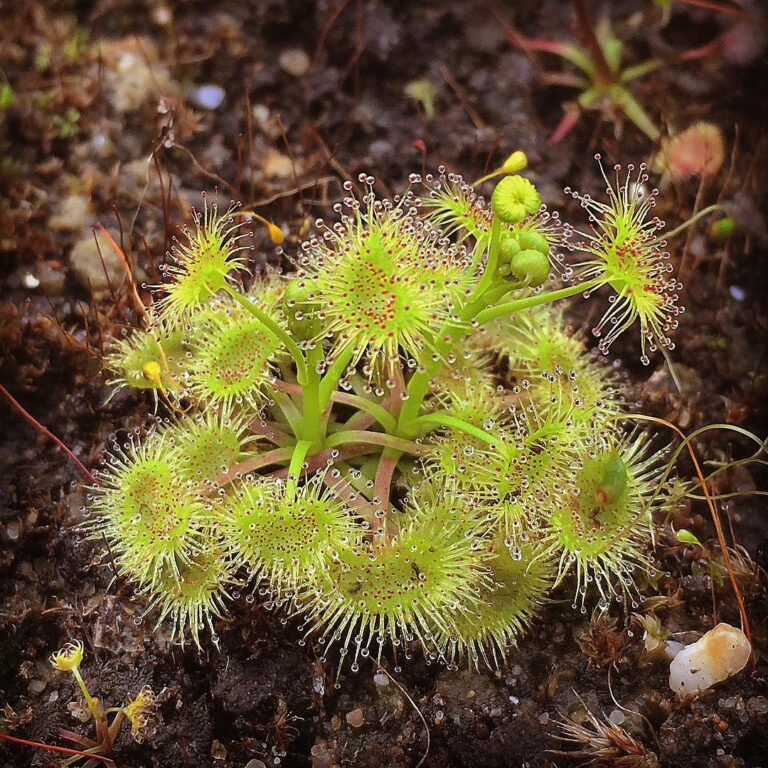 25 Types of Sundew Plants That Trap Bugs | Houseplant Alley