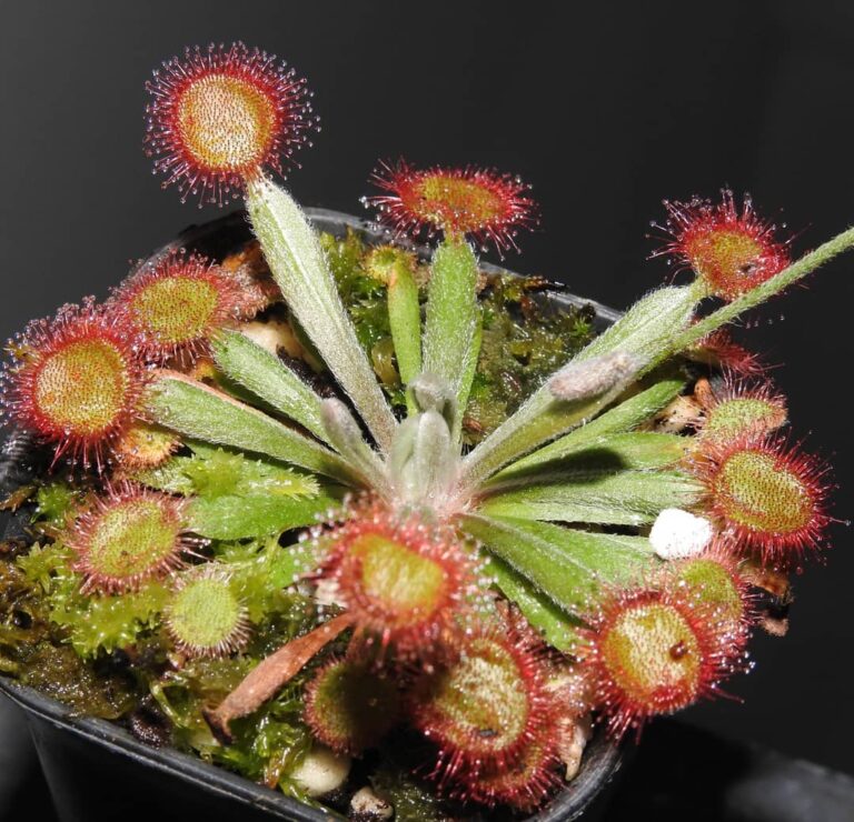 25 Types of Sundew Plants That Trap Bugs | Houseplant Alley