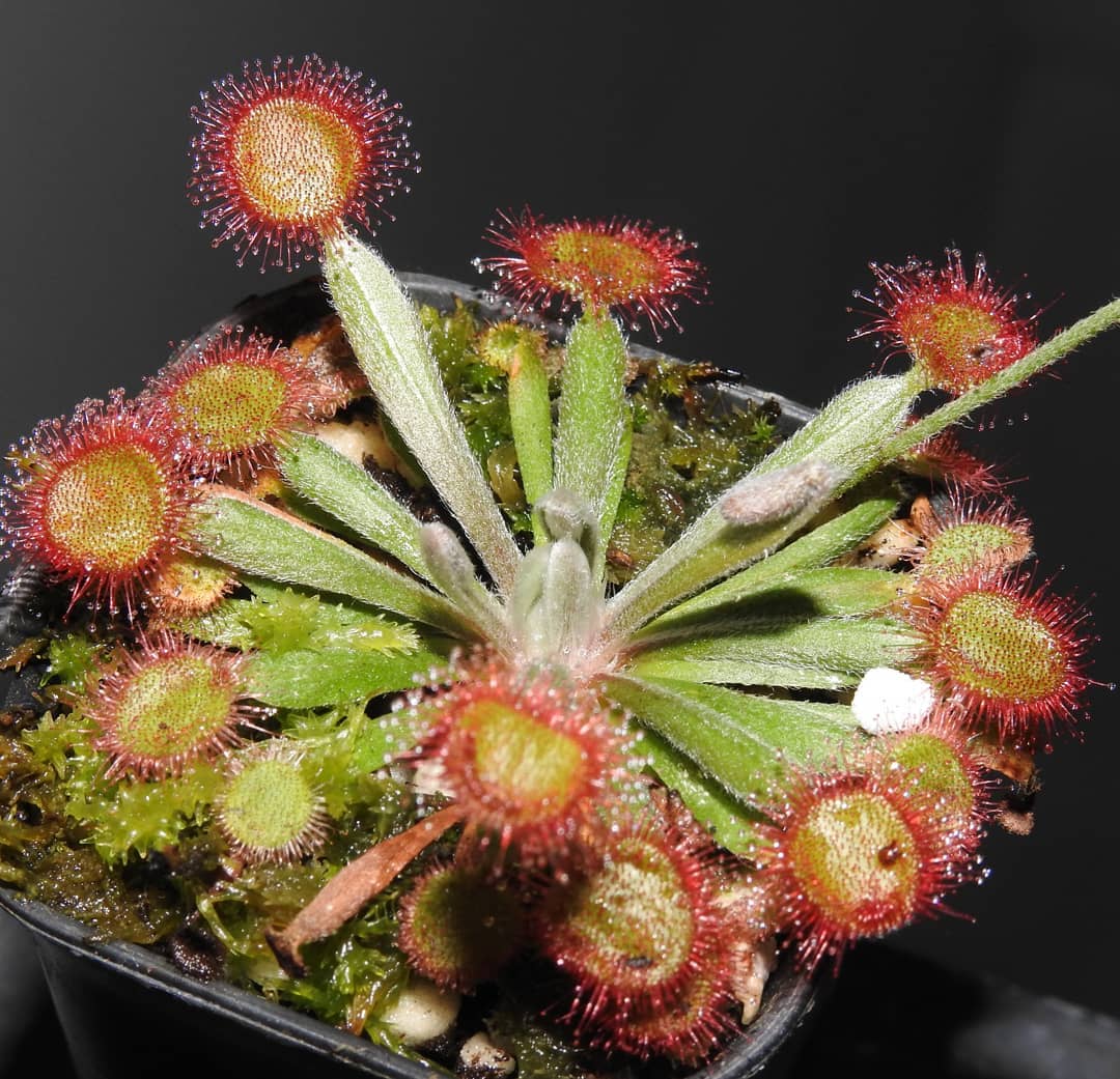 25 Types of Sundew Plants That Trap Bugs | Houseplant Alley