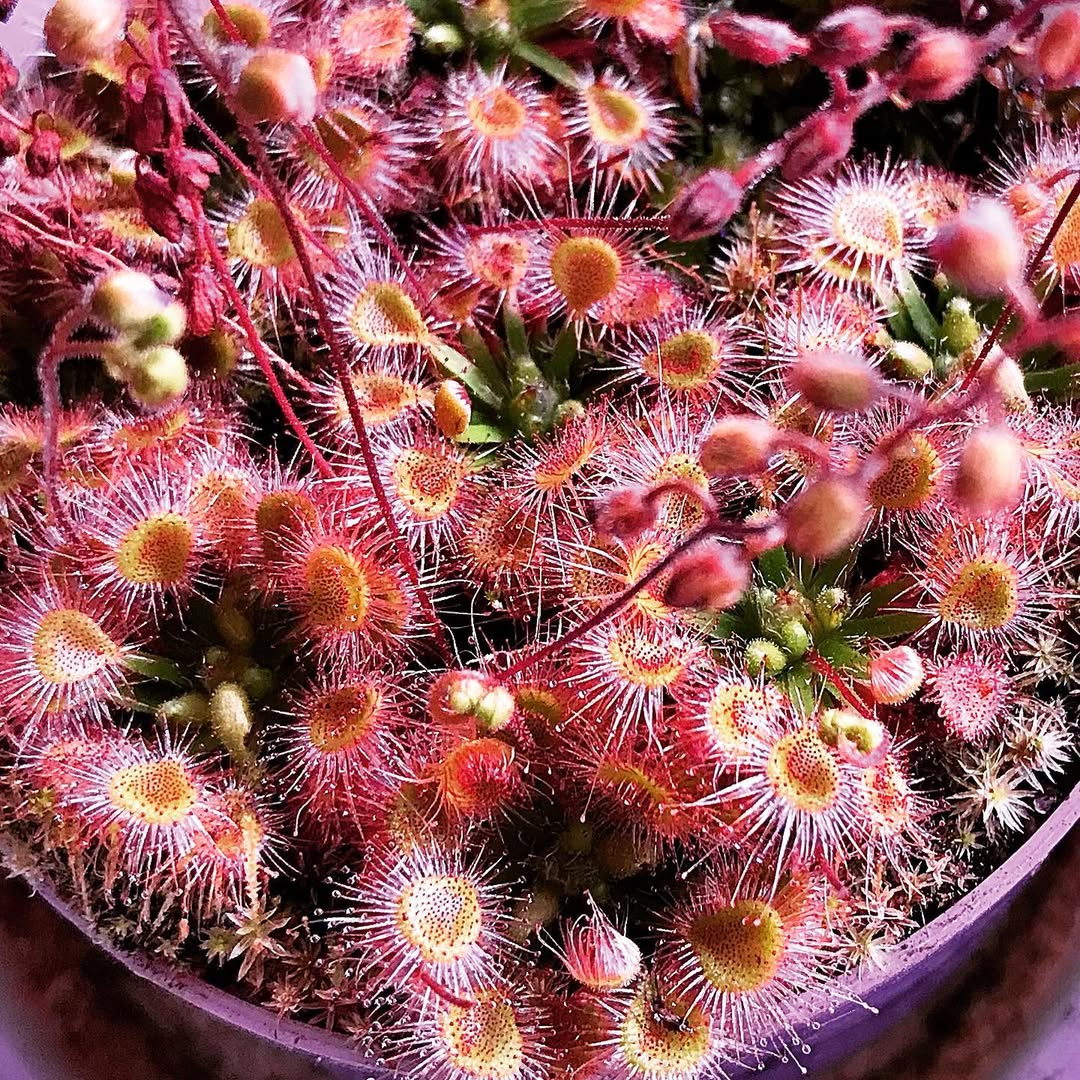 25 Types of Sundew Plants That Trap Bugs | Houseplant Alley
