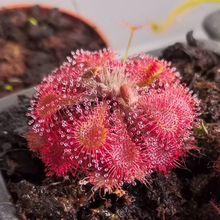 25 Types of Sundew Plants That Trap Bugs | Houseplant Alley