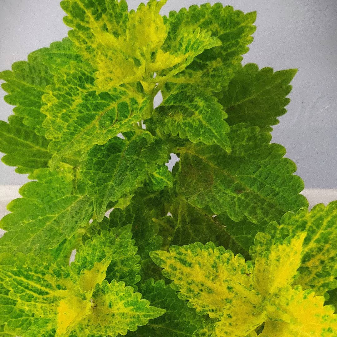 30 Best Indoor Coleus Varieties With Names and Pictures | Houseplant Alley