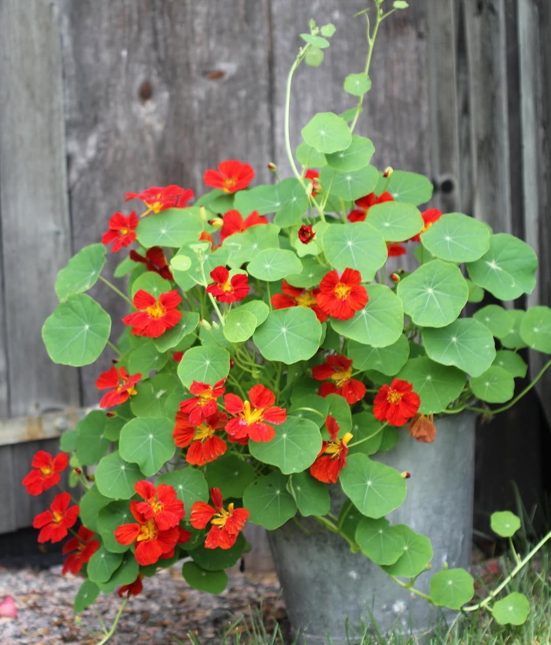 15 Pretty Edible Flowers You Can Grow & Eat | Houseplant Alley