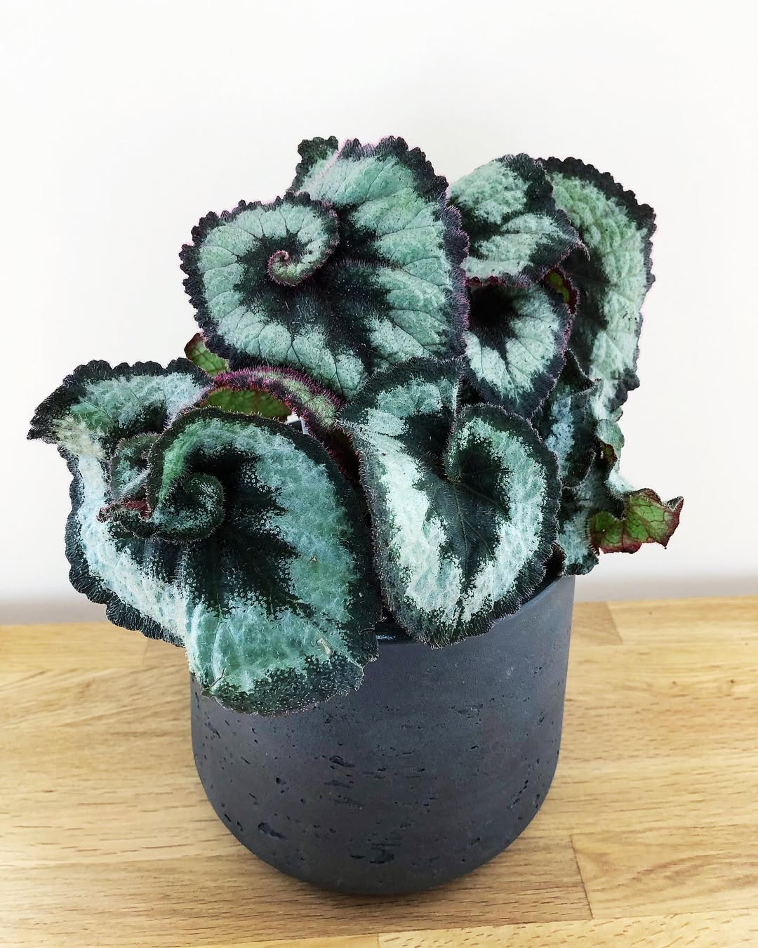 15 Begonias With Stunning Leaves You'll Love | Houseplant Alley