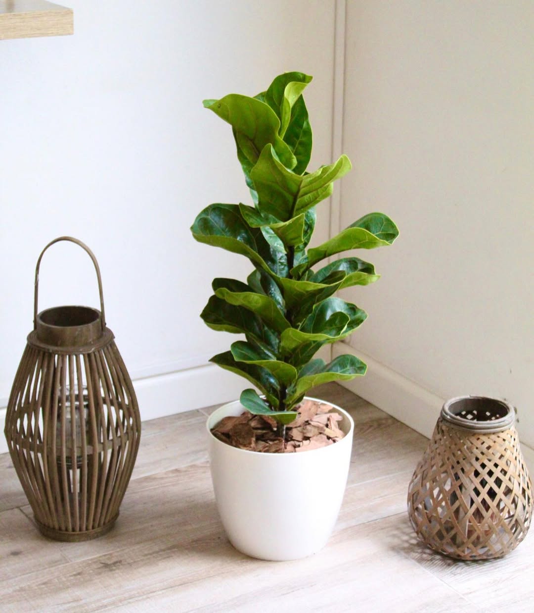 11 Tiny Ficus Trees That Fit Small Spaces | Houseplant Alley