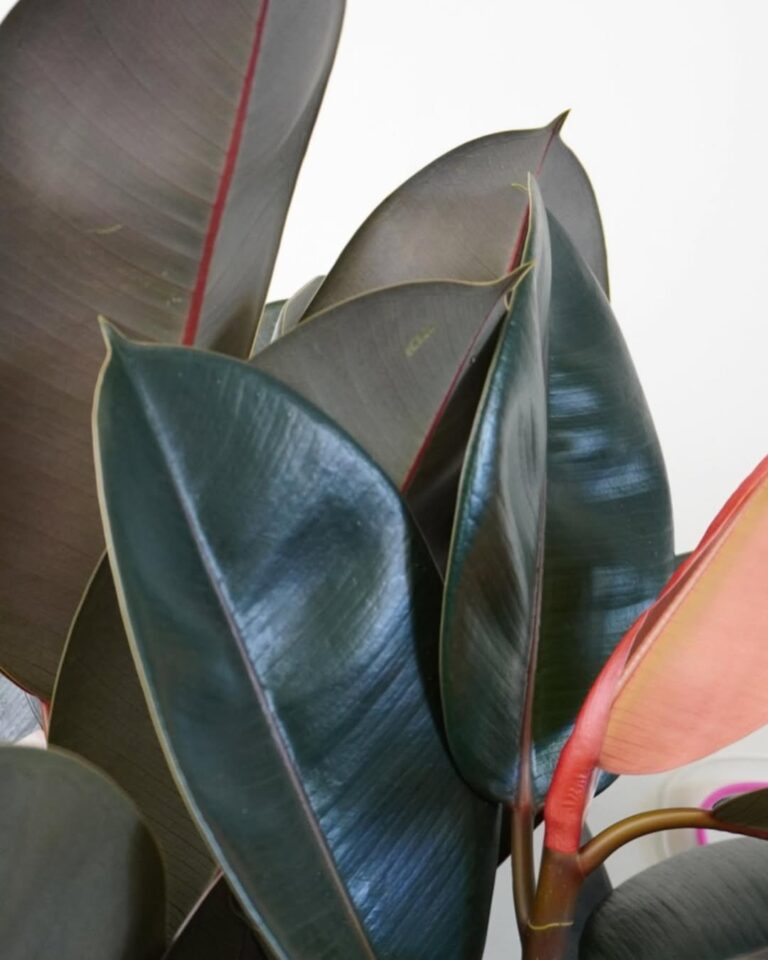 15 Stunning Rubber Plant Varieties You Need to See Right Now ...