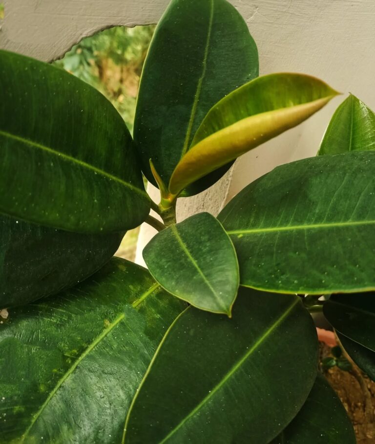 15 Stunning Rubber Plant Varieties You Need to See Right Now ...