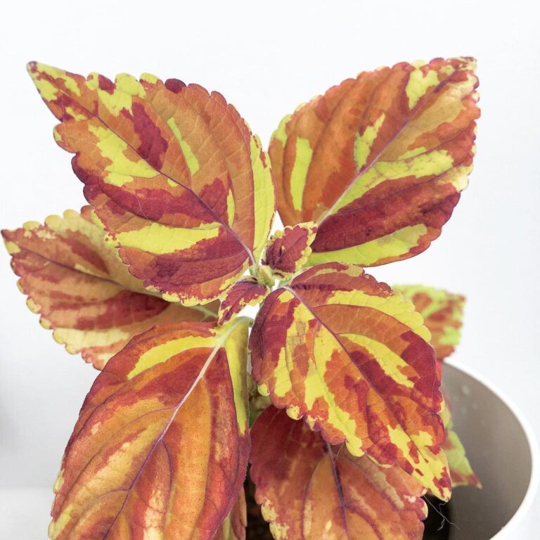 30 Best Indoor Coleus Varieties With Names and Pictures | Houseplant Alley
