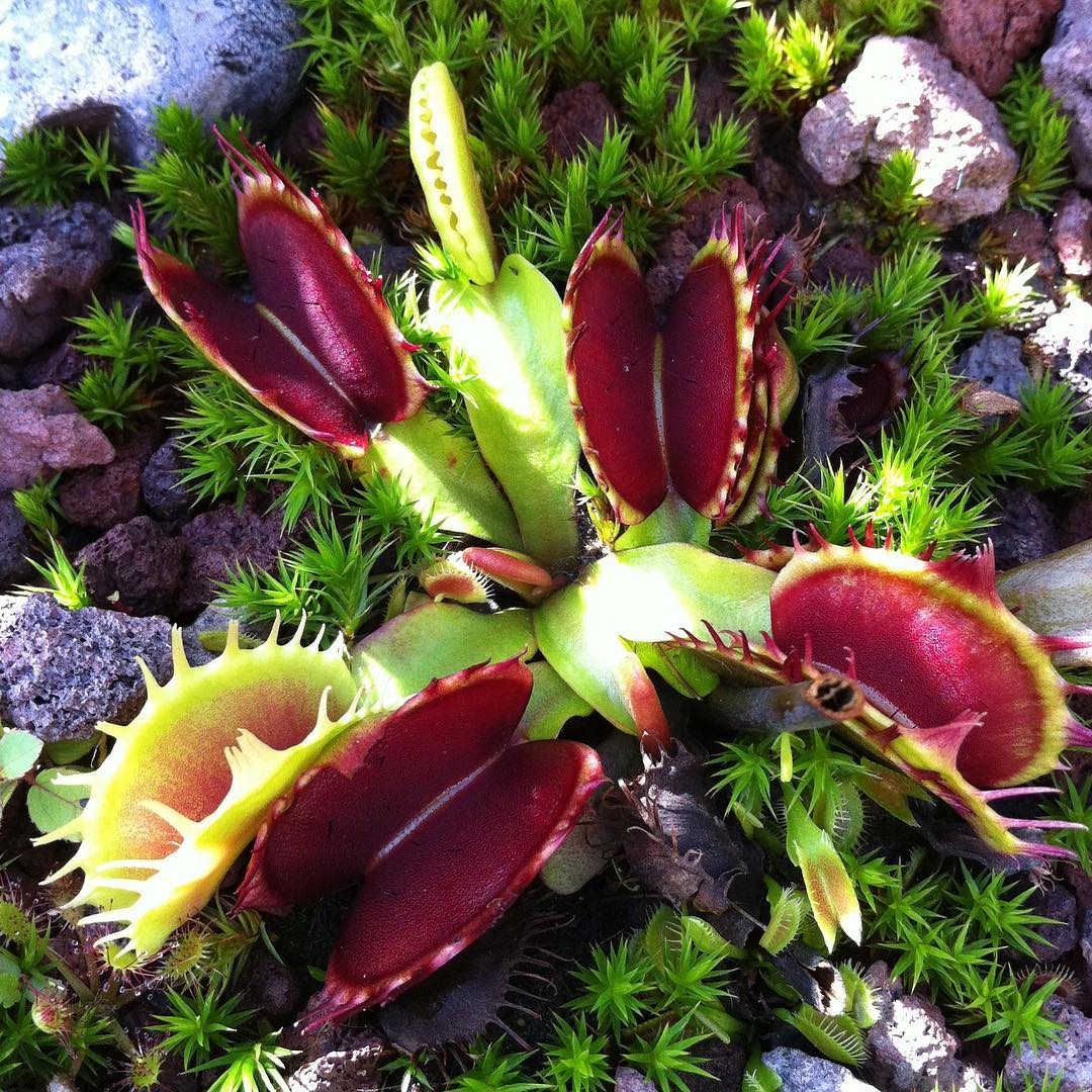 33 Amazing Venus Flytrap Varieties and How to Care for Them | Houseplant Alley