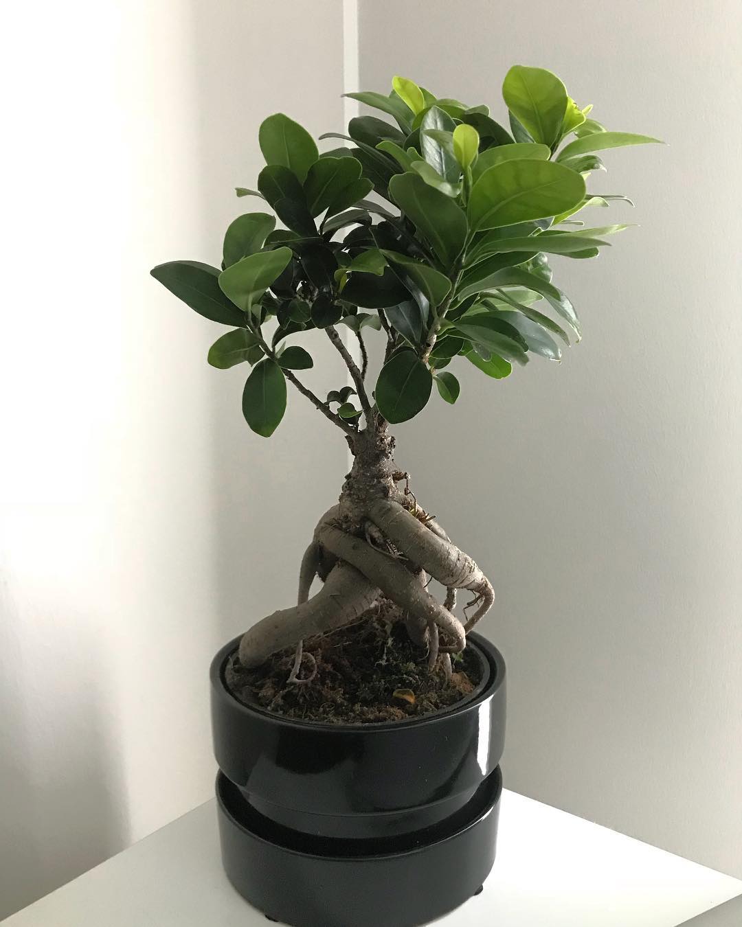 15 Top Ficus Tree Varieties for Your Home | Houseplant Alley