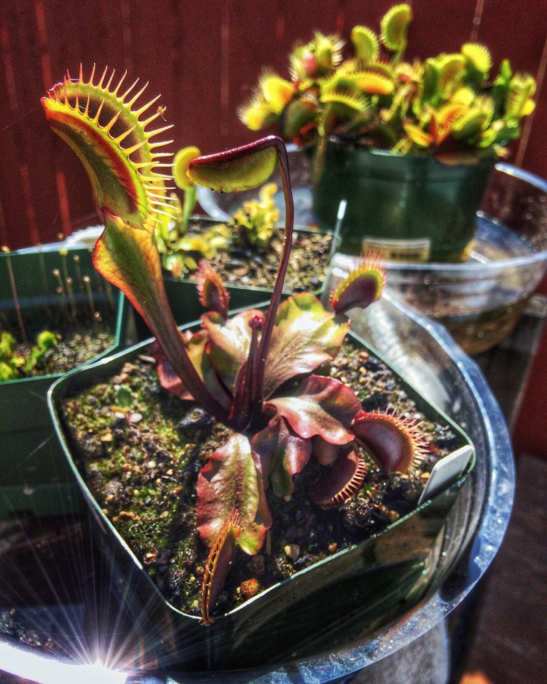 33 Amazing Venus Flytrap Varieties and How to Care for Them | Houseplant Alley