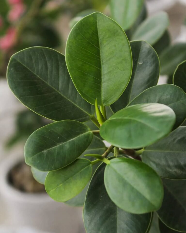 11 Tiny Ficus Trees That Fit Small Spaces | Houseplant Alley