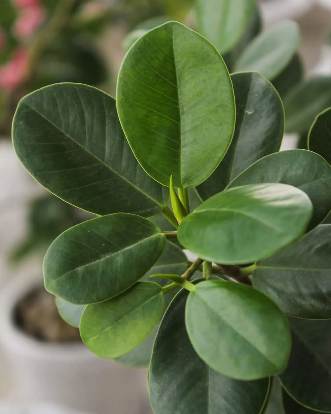 11 Tiny Ficus Trees That Fit Small Spaces | Houseplant Alley