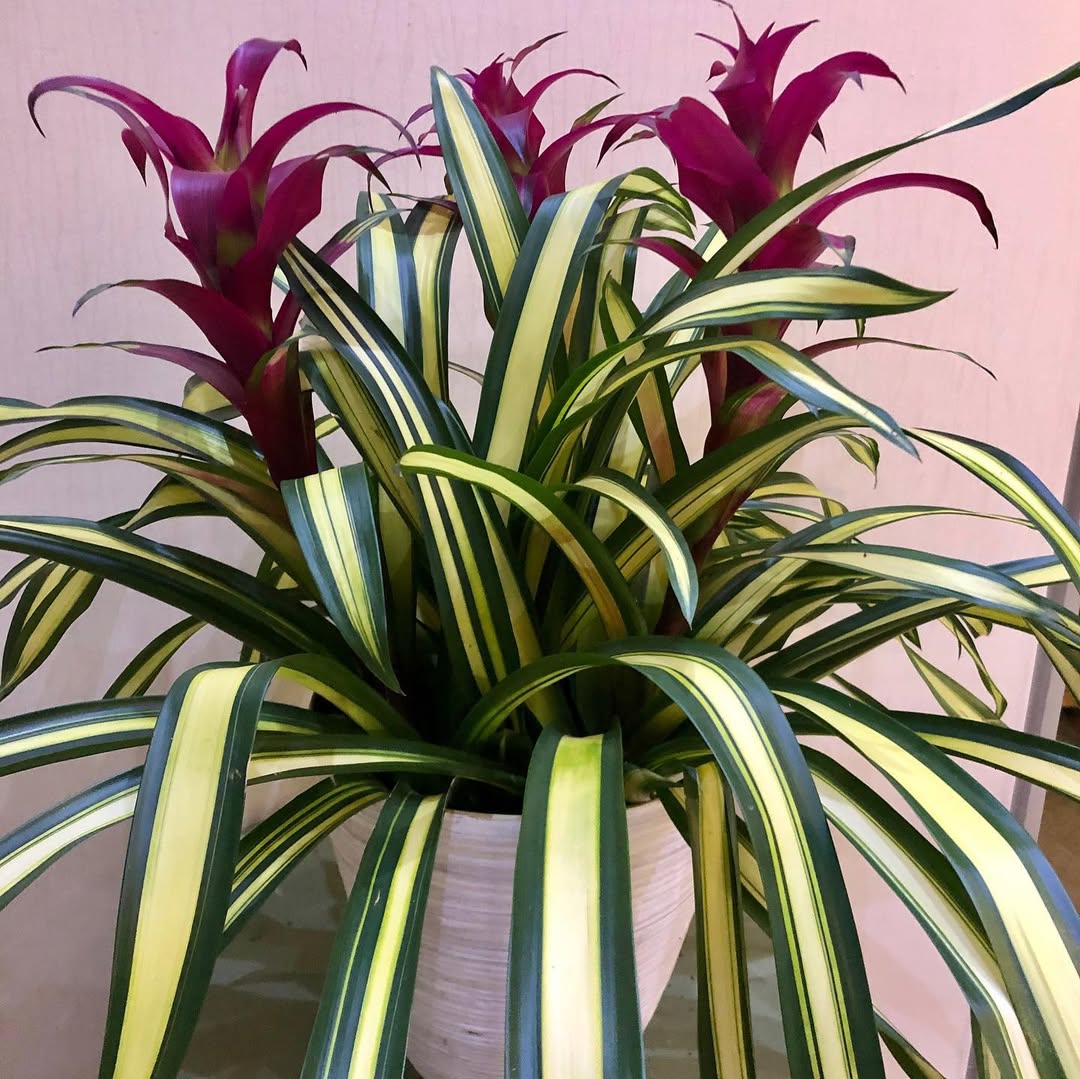 20 Most Popular Bromeliad Varieties for Indoors | Houseplant Alley