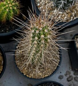 15 Best Cacti for Low-Light Homes | Houseplant Alley