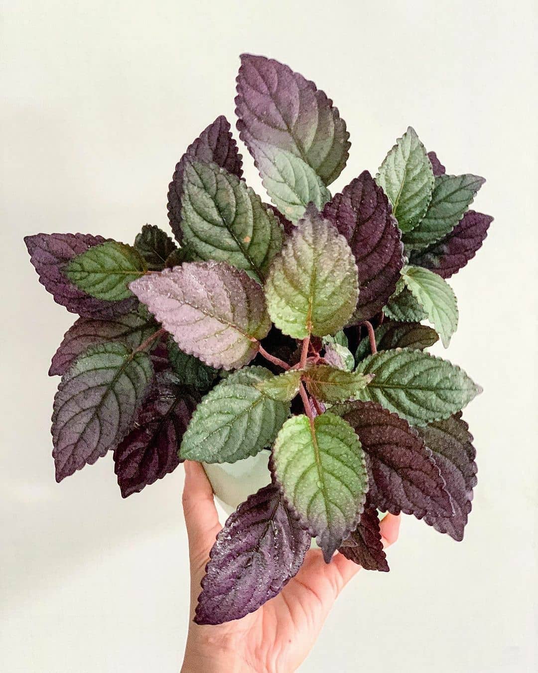 15 Best Plants for High Humidity Homes | Houseplant Alley