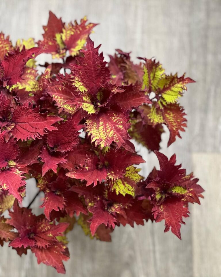 30 Best Indoor Coleus Varieties With Names and Pictures | Houseplant Alley