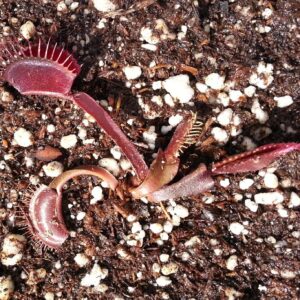 33 Amazing Venus Flytrap Varieties and How to Care for Them | Houseplant Alley