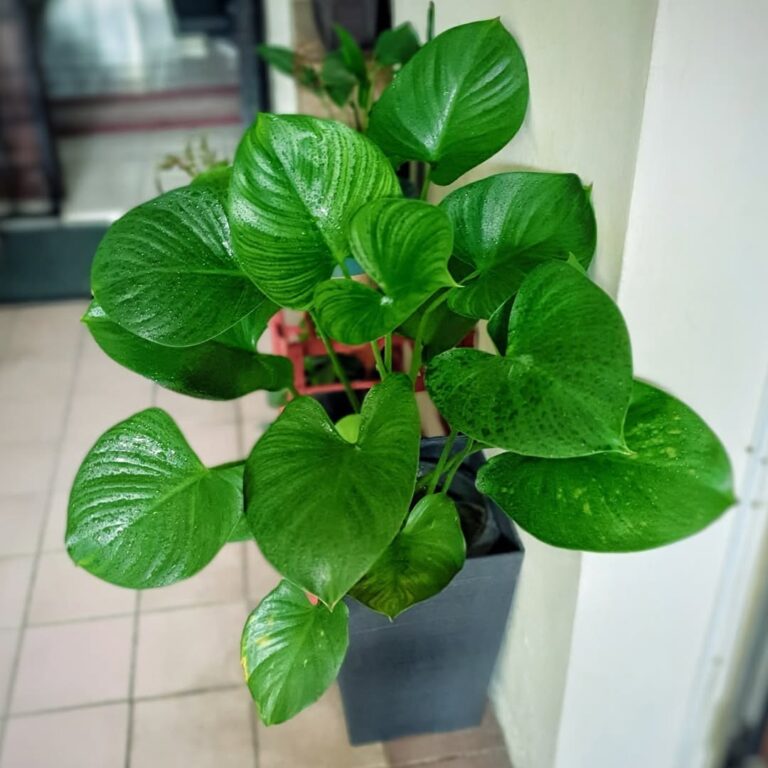 43 Types of Homalomena Plants (and Their Care Ultimate Guide ...