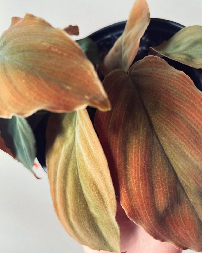 43 Types of Homalomena Plants (and Their Care Ultimate Guide ...