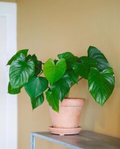 43 Types of Homalomena Plants (and Their Care Ultimate Guide ...
