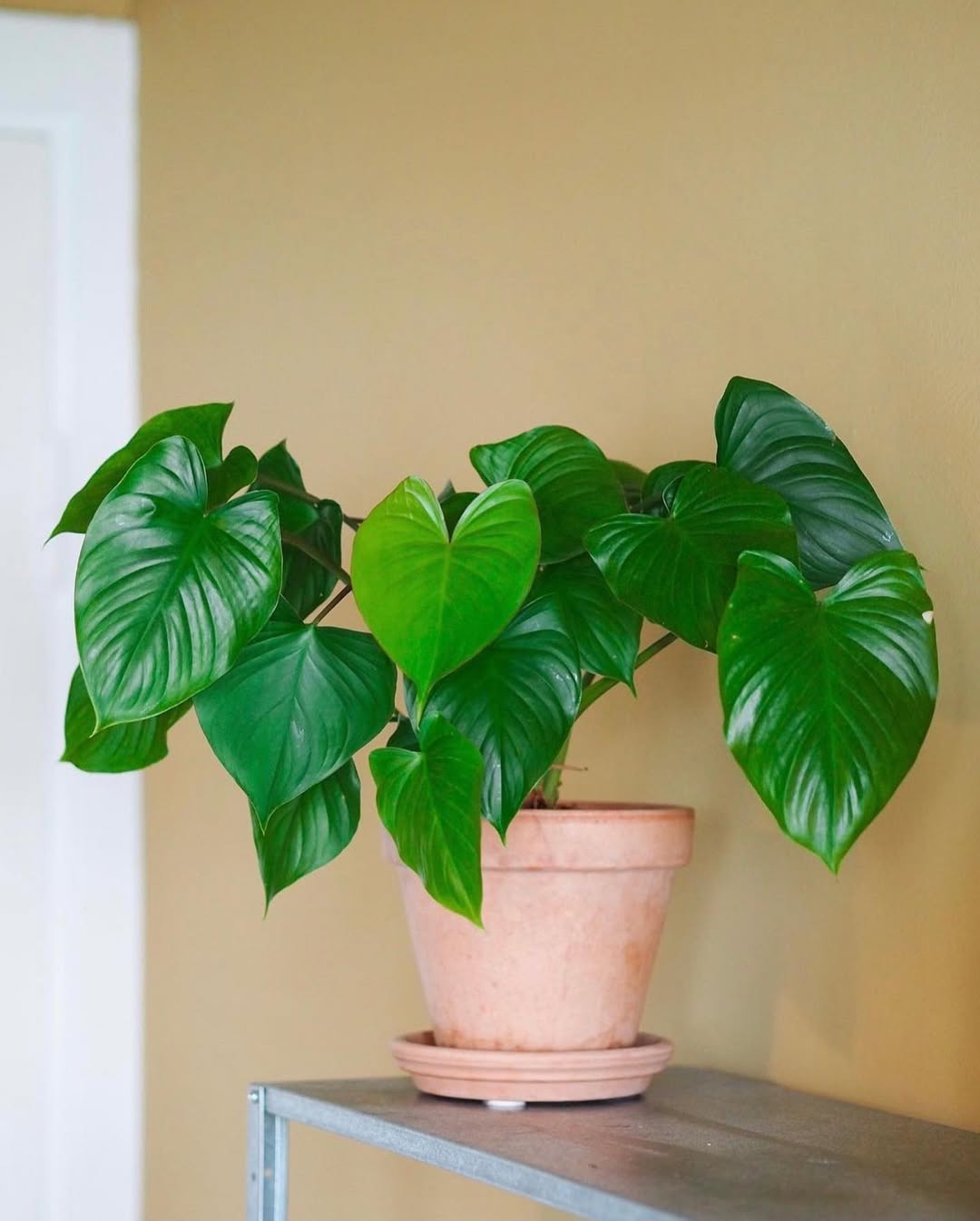 43 Types of Homalomena Plants (and Their Care Ultimate Guide ...