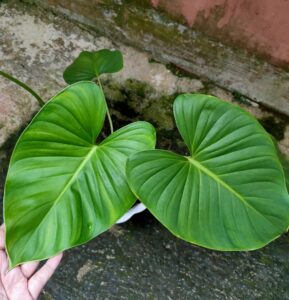 43 Types of Homalomena Plants (and Their Care Ultimate Guide ...