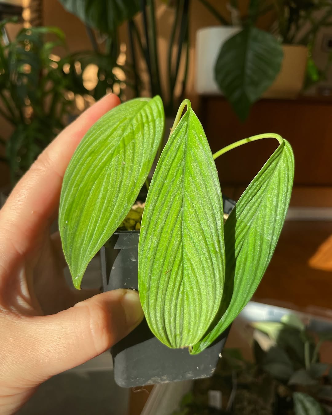 43 Types of Homalomena Plants (and Their Care Ultimate Guide ...