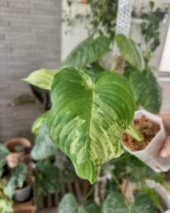 43 Types of Homalomena Plants (and Their Care Ultimate Guide ...