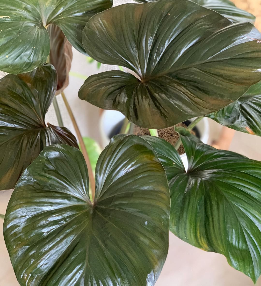 43 Types of Homalomena Plants (and Their Care Ultimate Guide ...