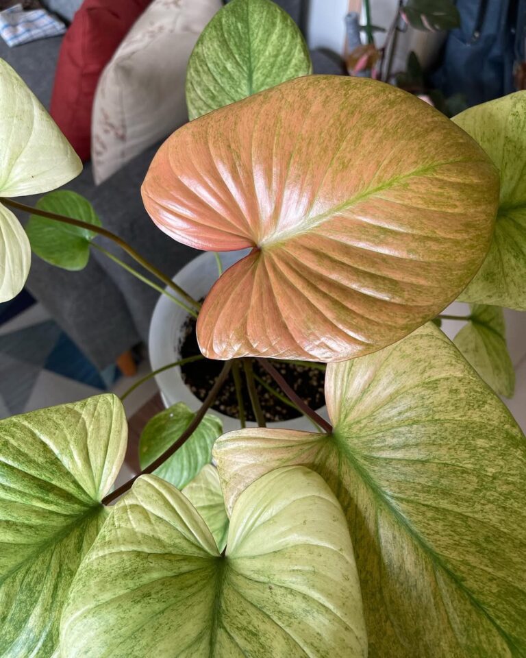 43 Types of Homalomena Plants (and Their Care Ultimate Guide ...