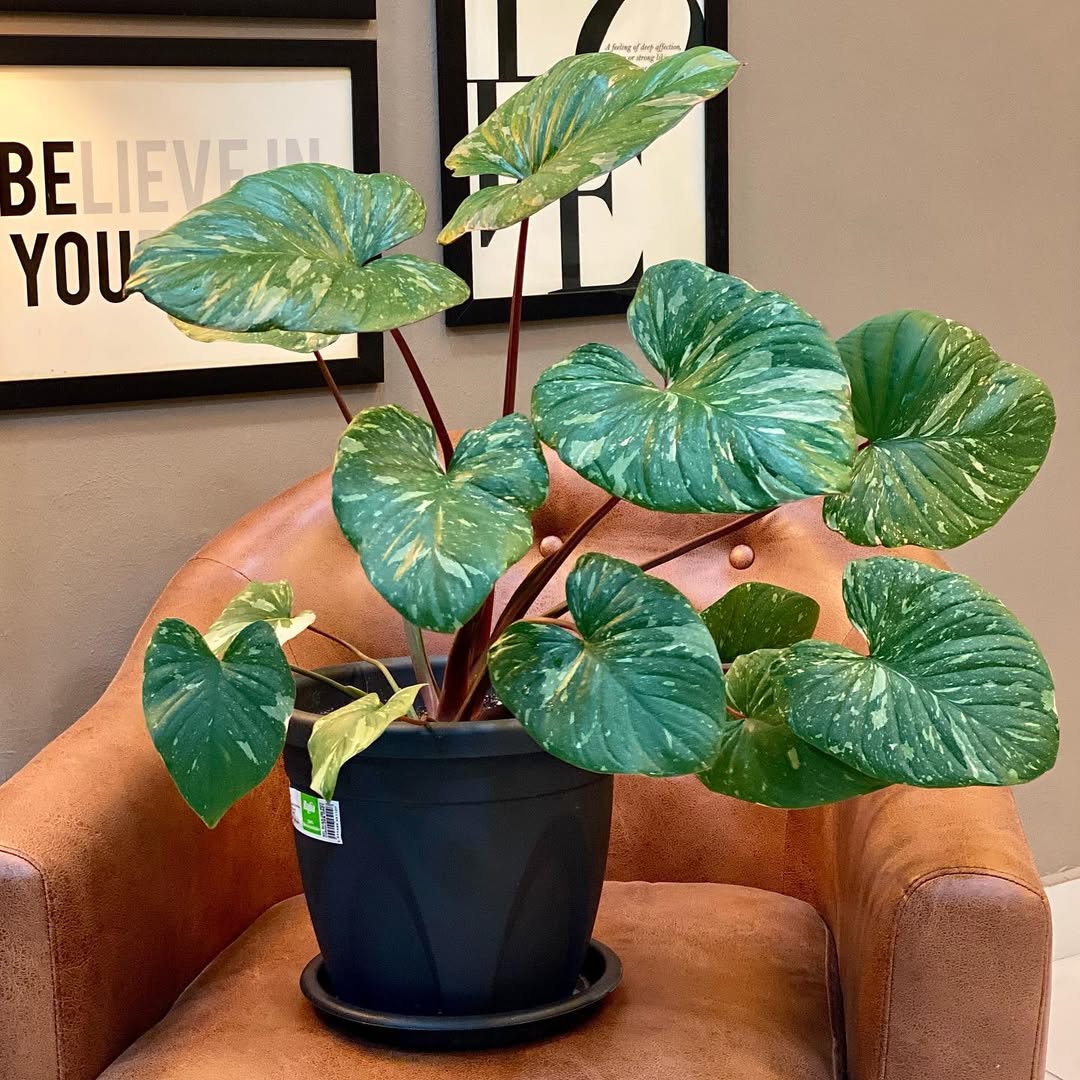 43 Types of Homalomena Plants (and Their Care Ultimate Guide ...