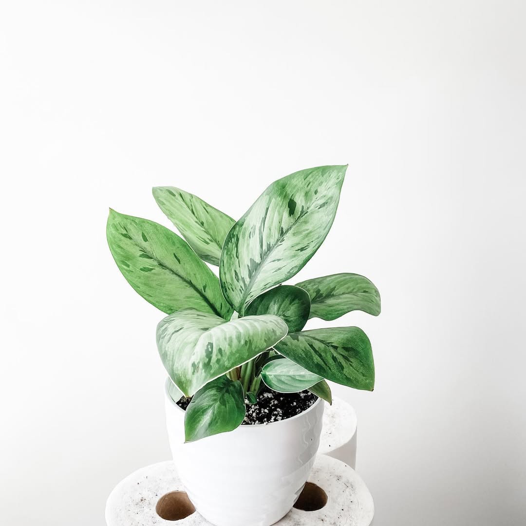 43 Types of Homalomena Plants (and Their Care Ultimate Guide ...