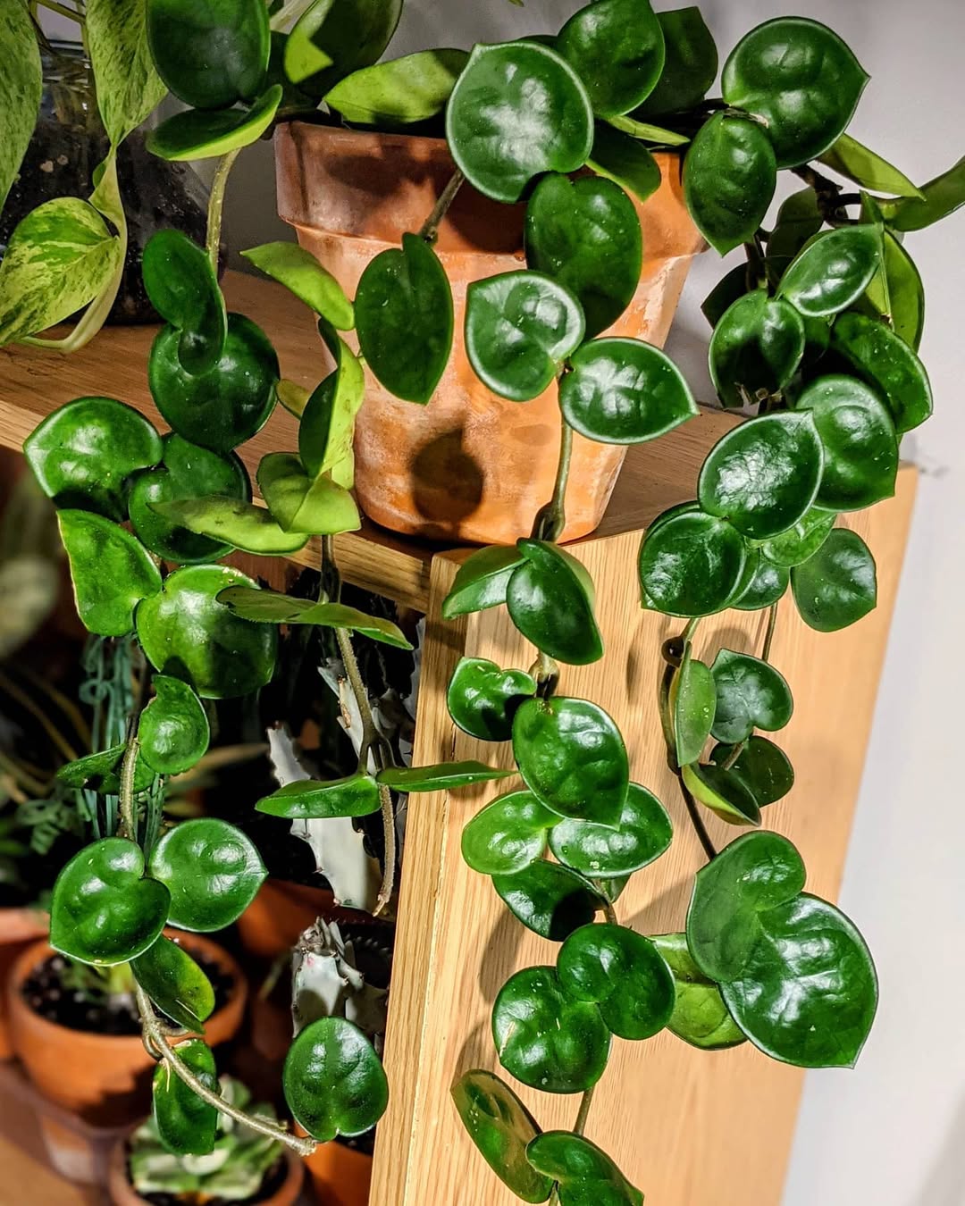 15 Top Hoya Plants That Look Amazing in Hanging Pots | Houseplant Alley