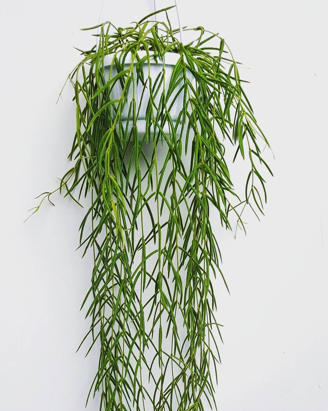 15 Top Hoya Plants That Look Amazing in Hanging Pots | Houseplant Alley