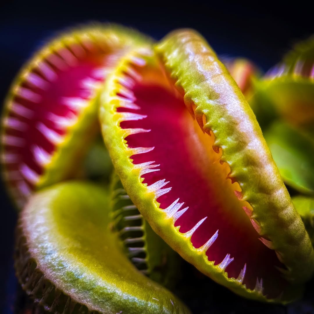 33 Amazing Venus Flytrap Varieties and How to Care for Them ...