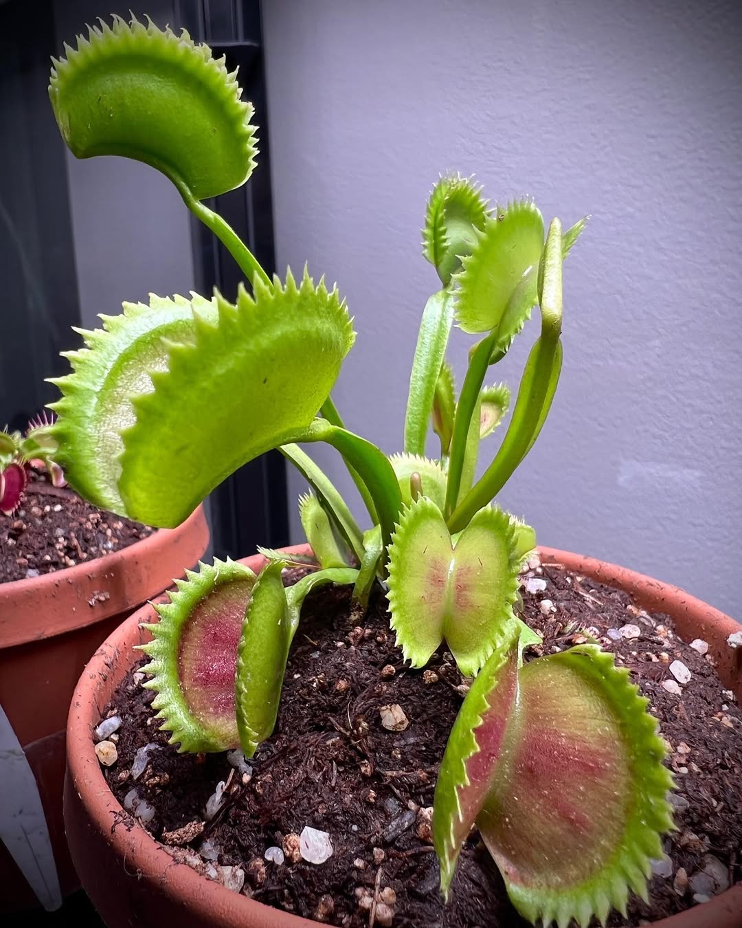 33 Amazing Venus Flytrap Varieties and How to Care for Them | Houseplant Alley