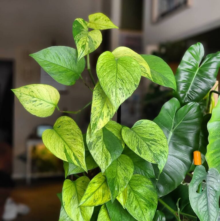 15 Best Types of Pothos to Grow Indoors | Houseplant Alley