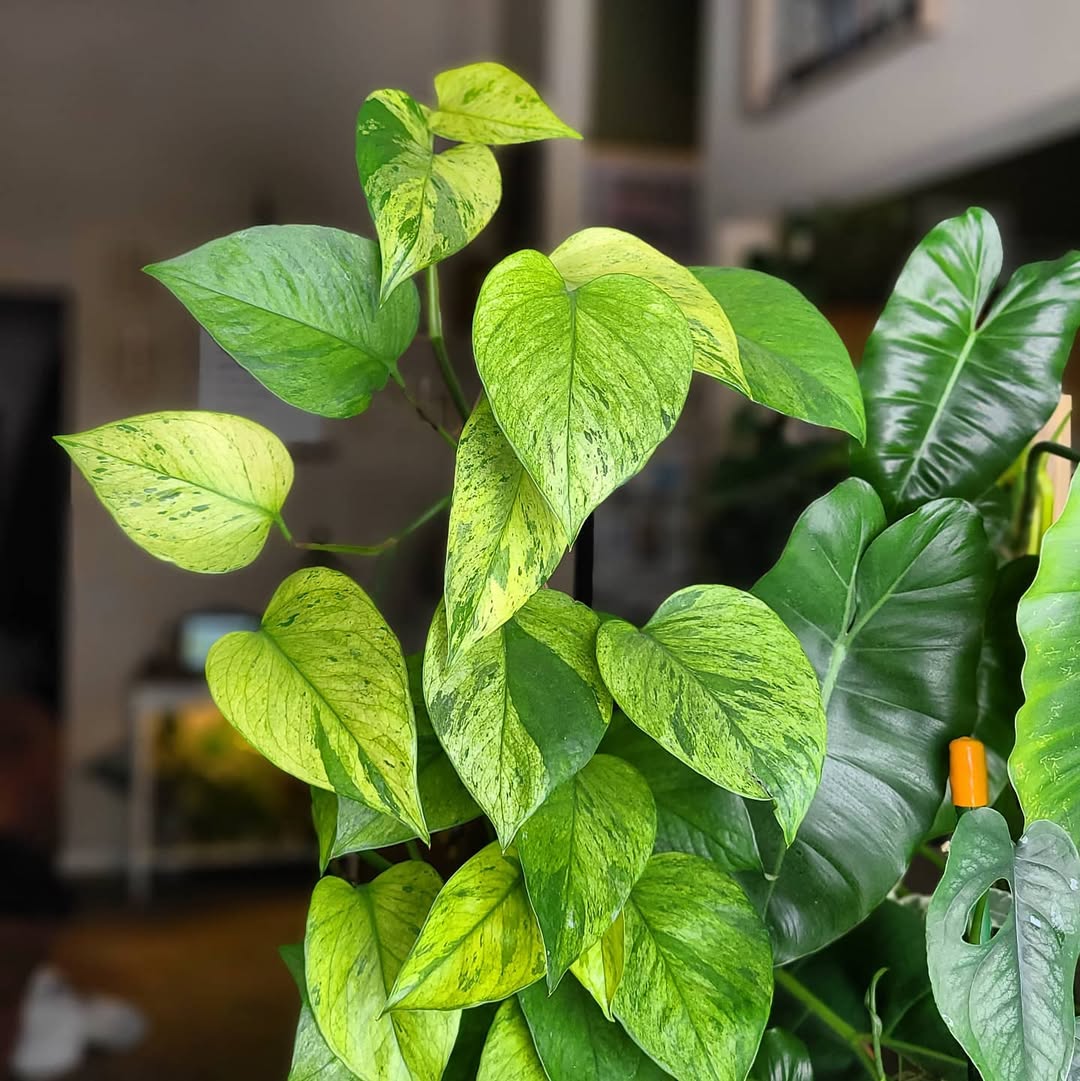 15 Best Types of Pothos to Grow Indoors | Houseplant Alley