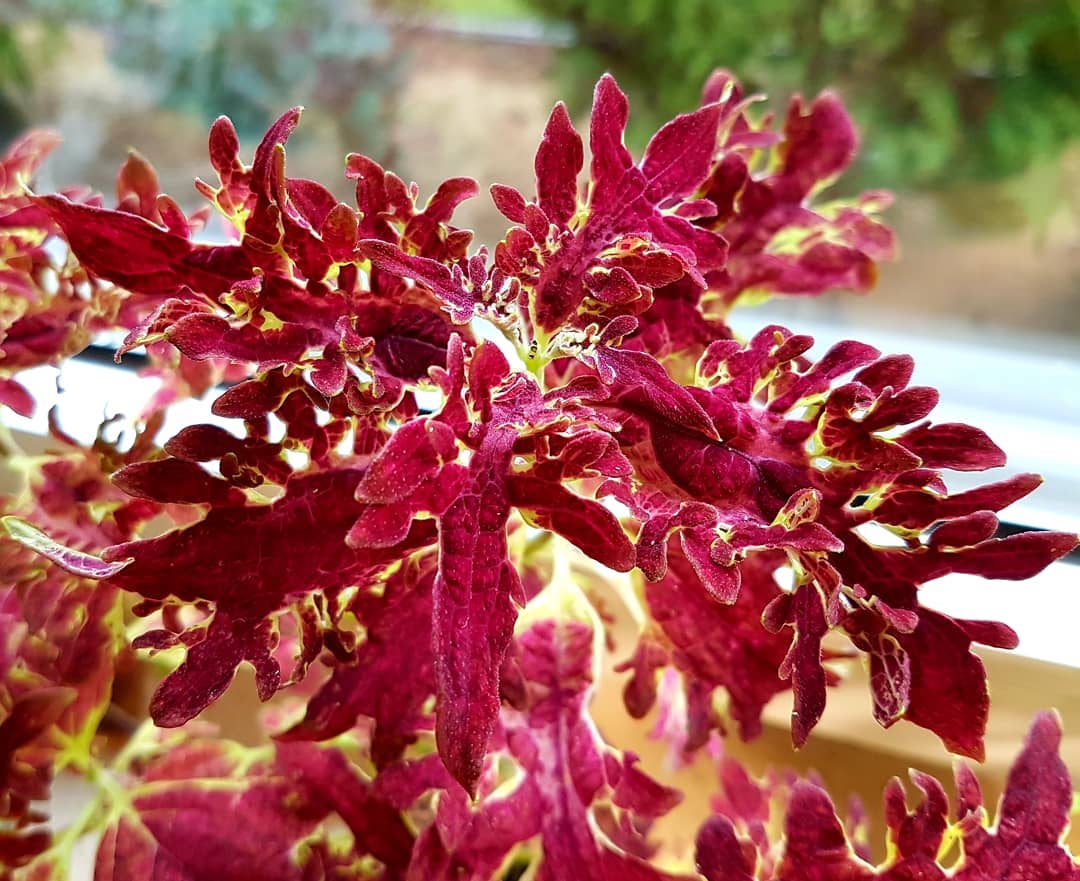 30 Best Indoor Coleus Varieties With Names and Pictures | Houseplant Alley